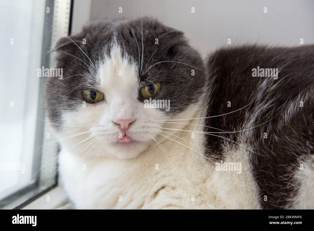 Pensive funny cat sitting on windowsill and showing tongue Stock Photo ...