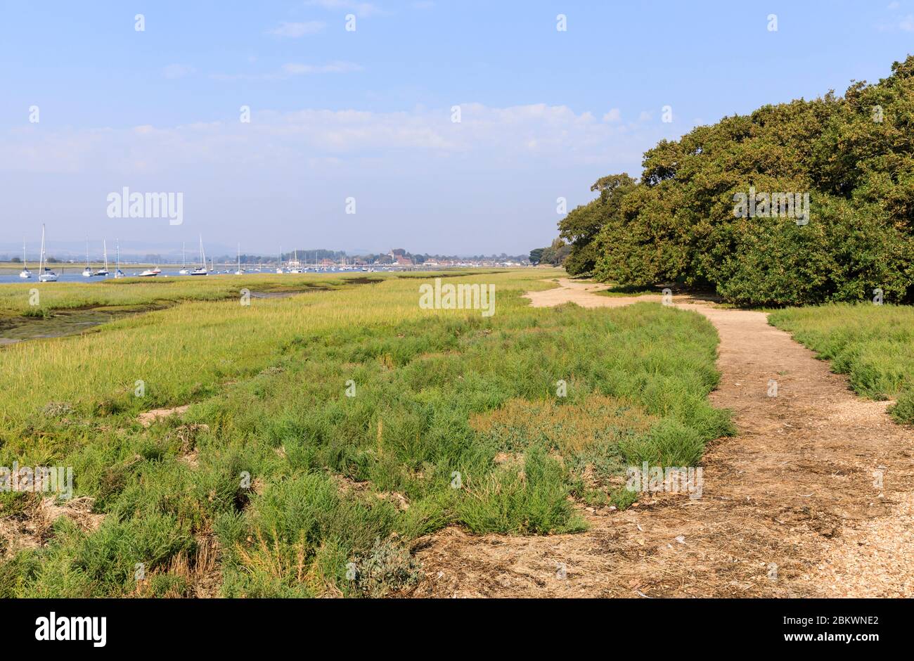 Swampy areas hi-res stock photography and images - Alamy
