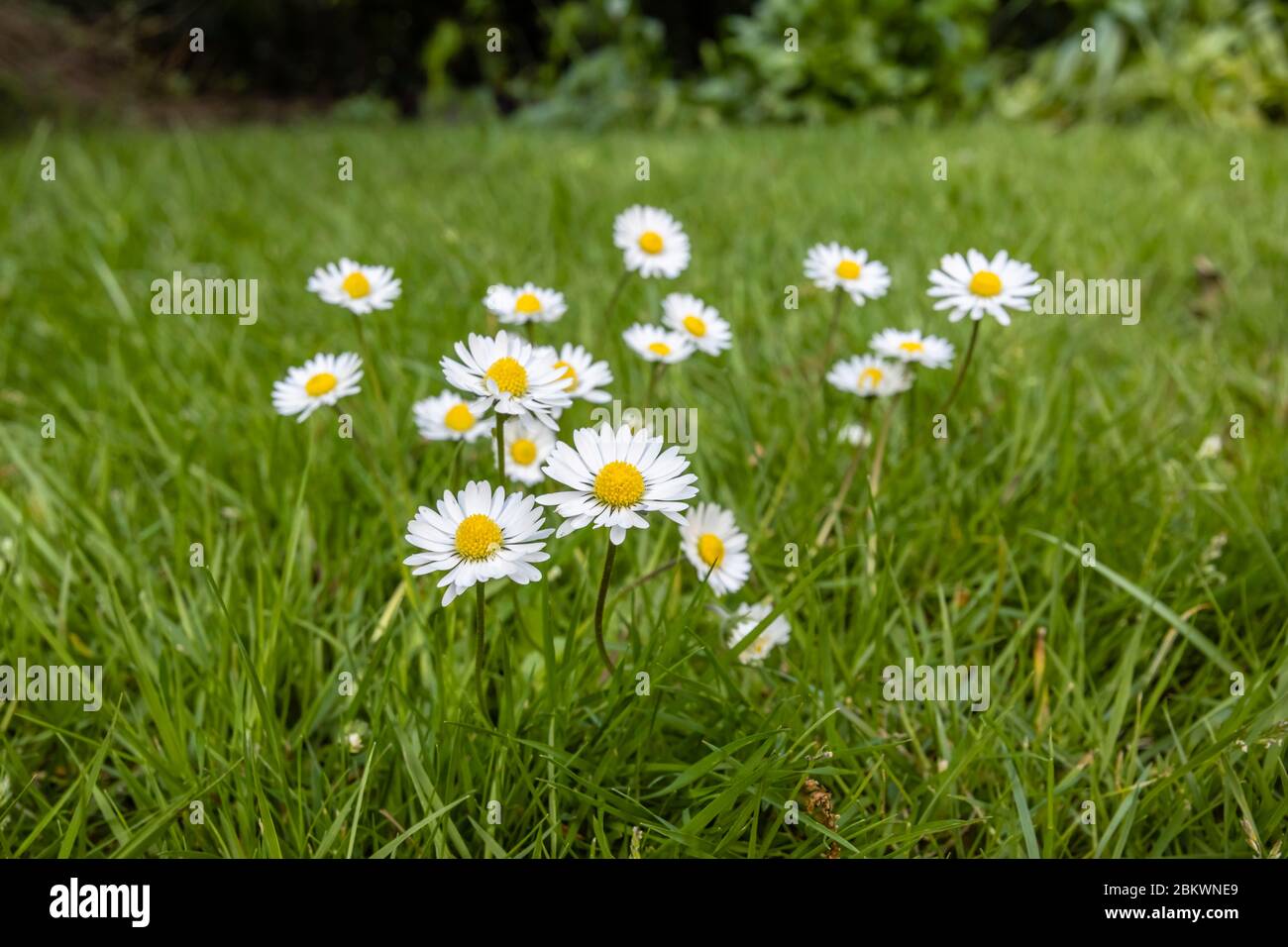 Lawn weeds perennial weed growing in grass plants hi-res stock photography and images - Alamy