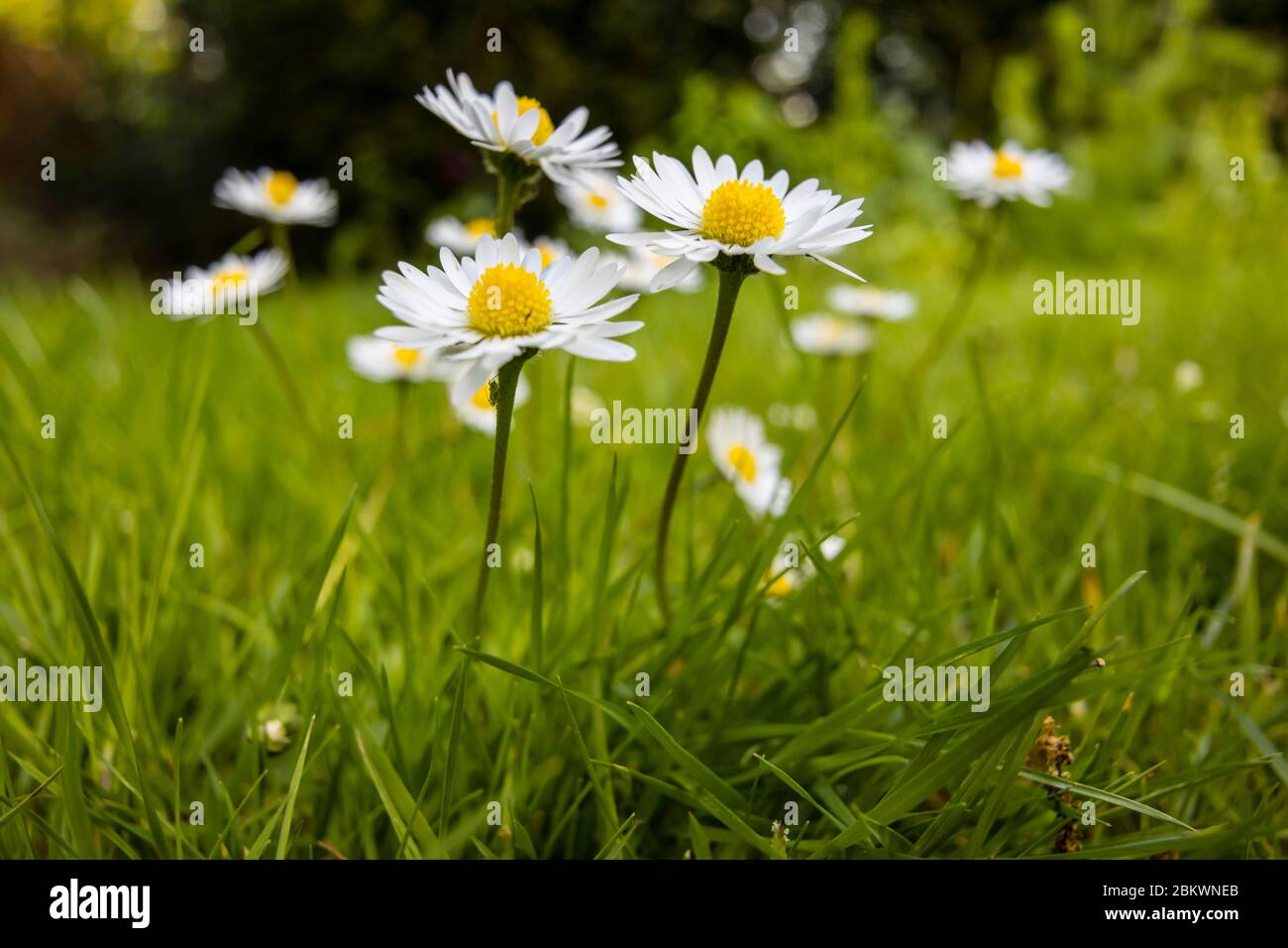 Lawn weeds perennial weed growing in grass plants hi-res stock ...