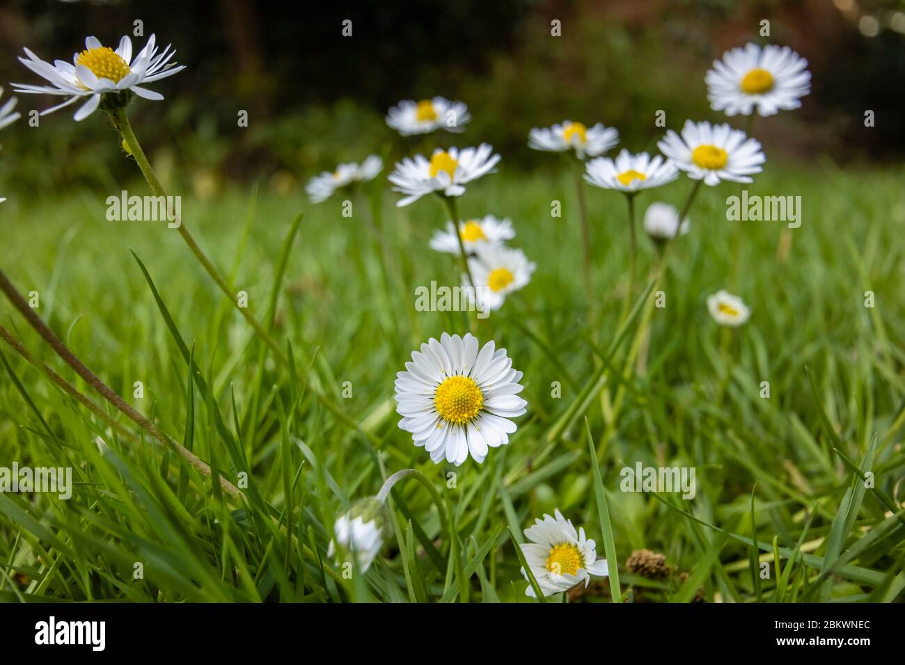 English lawn weeds hi-res stock photography and images - Alamy