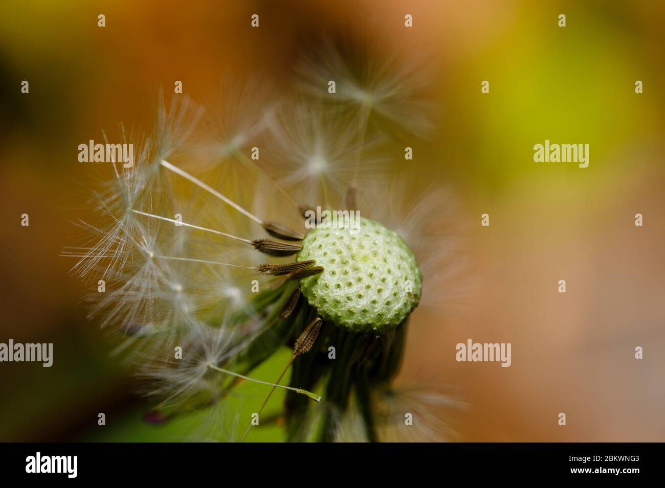 Close-up view of the seed head of dandelion (Taraxacum officinale) with ...