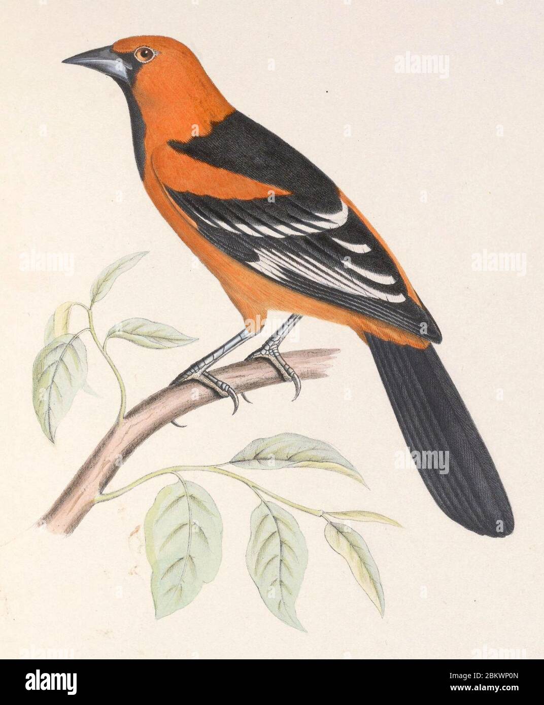 Icterus gularis gularis hi-res stock photography and images - Alamy