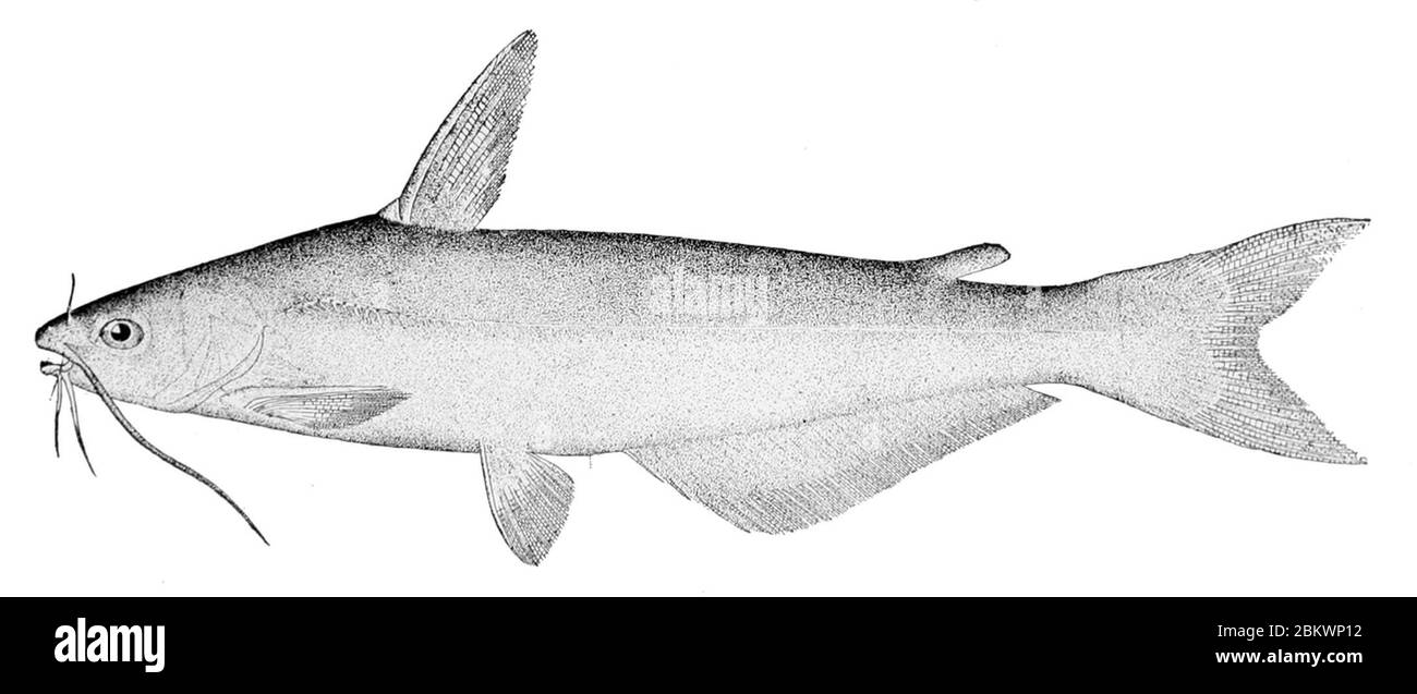 Ictalurus Cut Out Stock Images & Pictures - Alamy