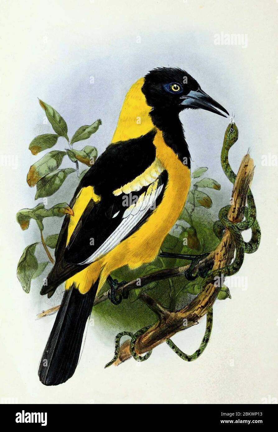 Icterus galbula 1876 Stock Photo - Alamy