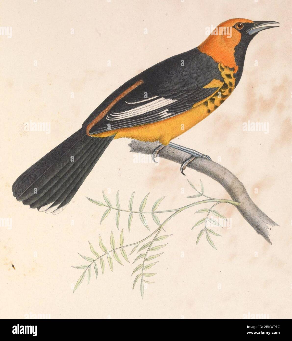 Icterus pectoralis hi-res stock photography and images - Alamy