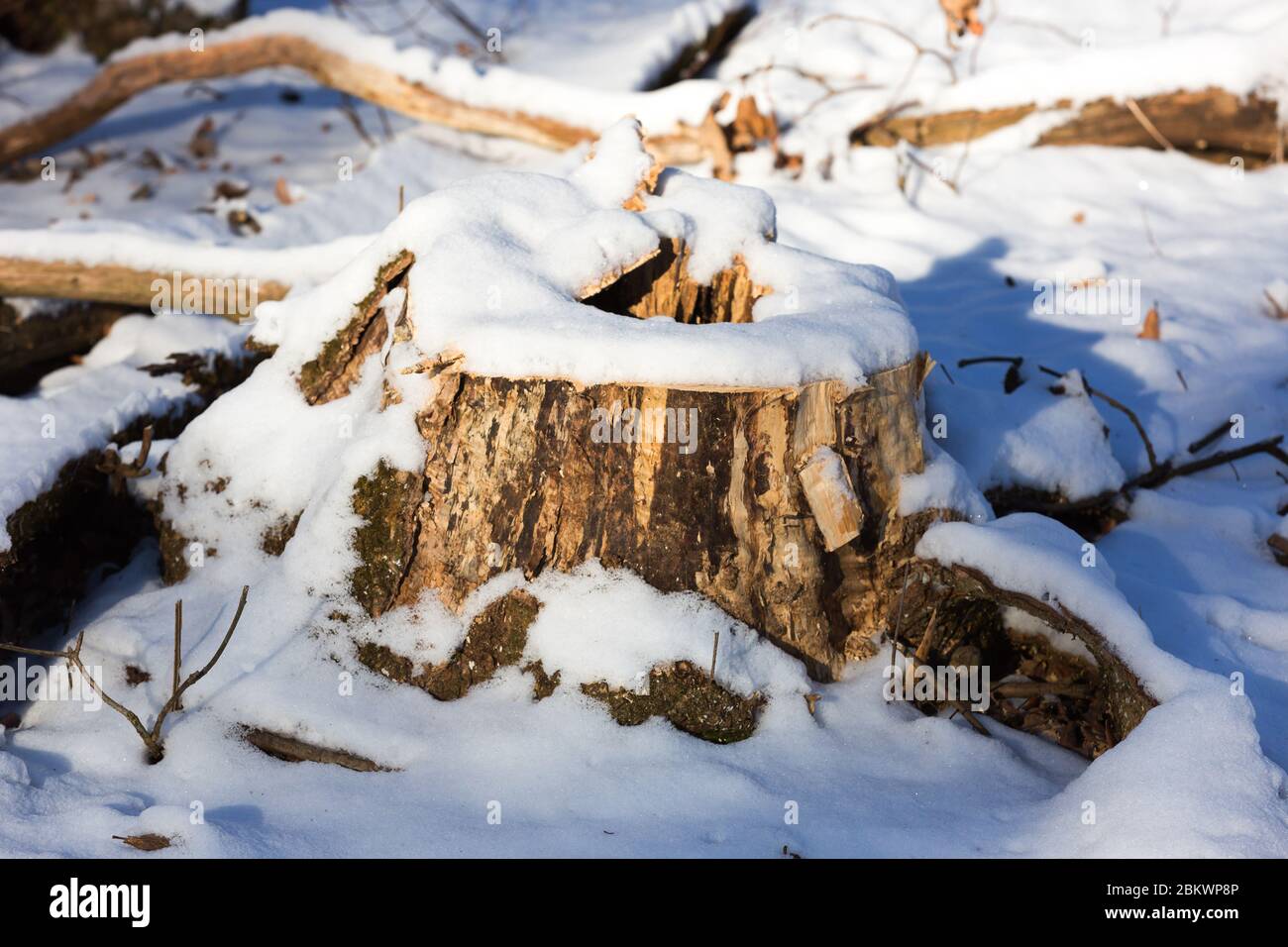 Dead tree stump in snow hi-res stock photography and images - Alamy