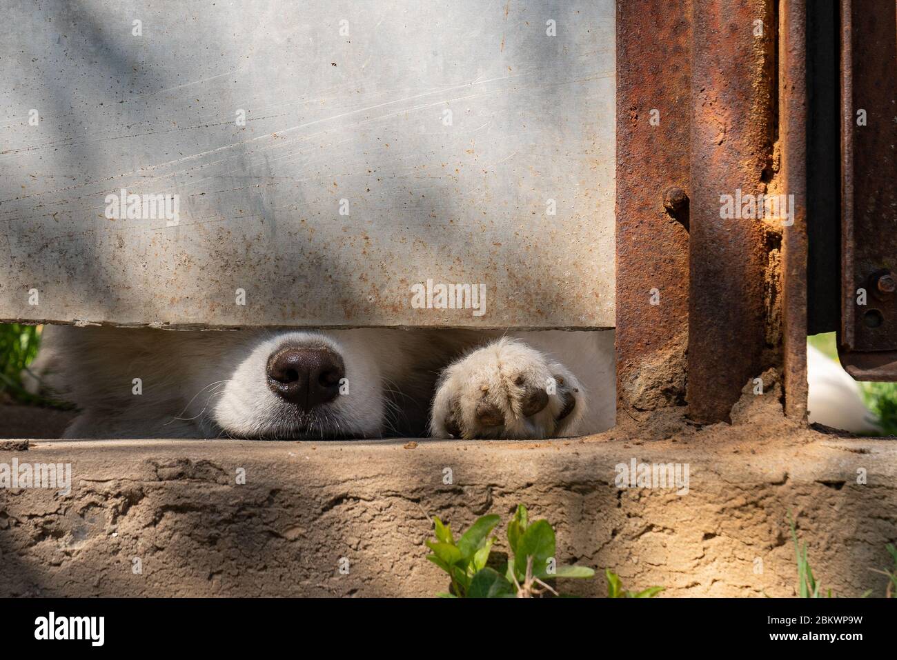 A cute dog's nose and paw poking out of a hole in the fence Stock Photo ...