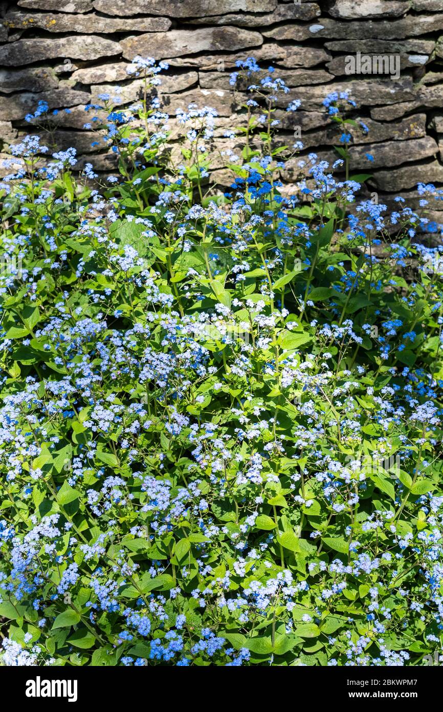 Forget Me Nots, Myosotis, wildflowers by Cotswold dry stone wall ...