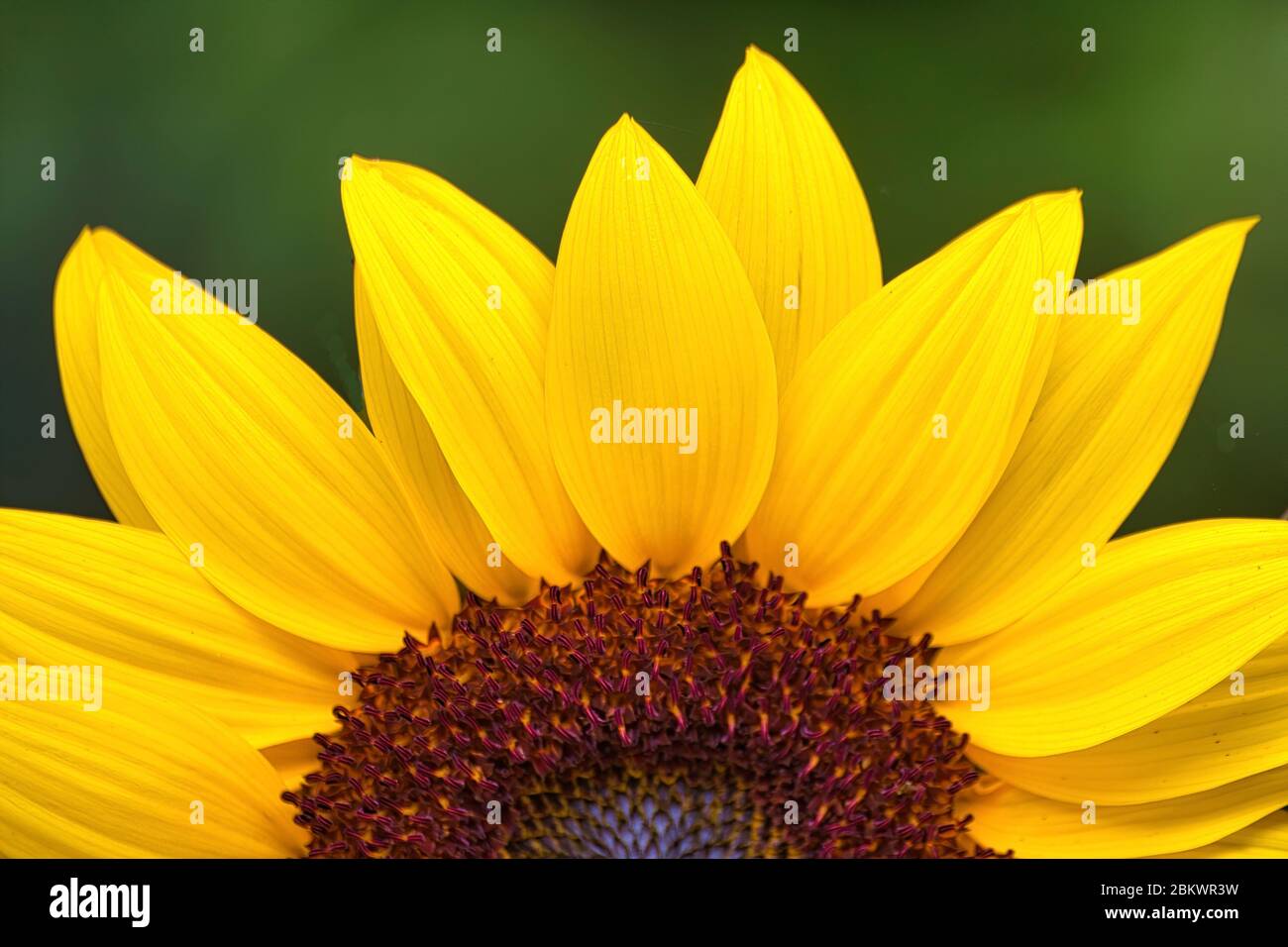 Crop of top half of head hi-res stock photography and images - Alamy