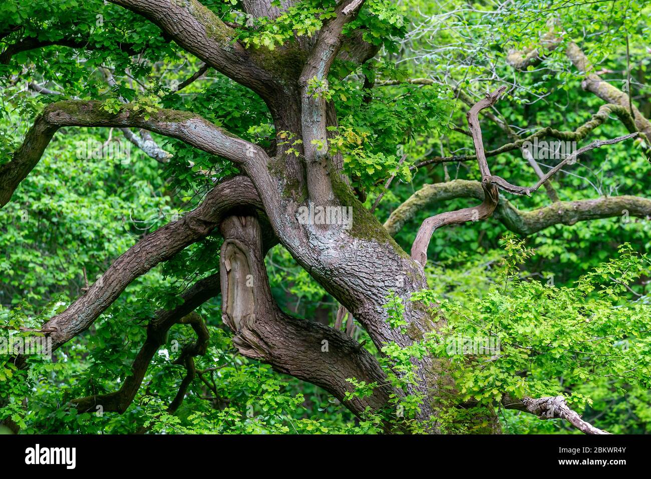 Top section of a mature Oak tree where many branches reach out and ...