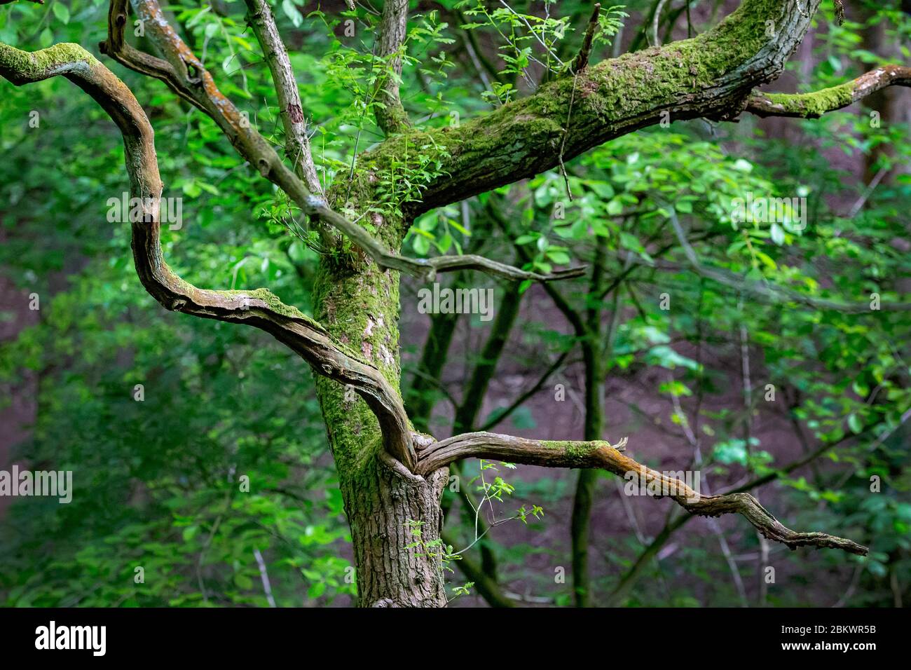 Top section of a mature Oak tree where many branches reach out and ...