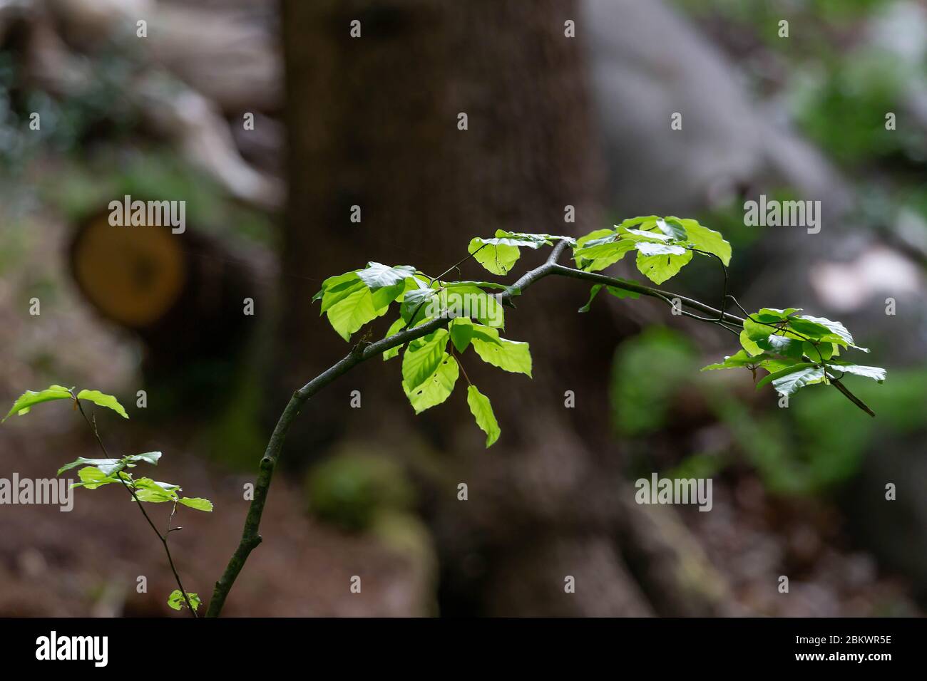 Single sunlit twig from a beech tree against a shaded woodland Stock ...