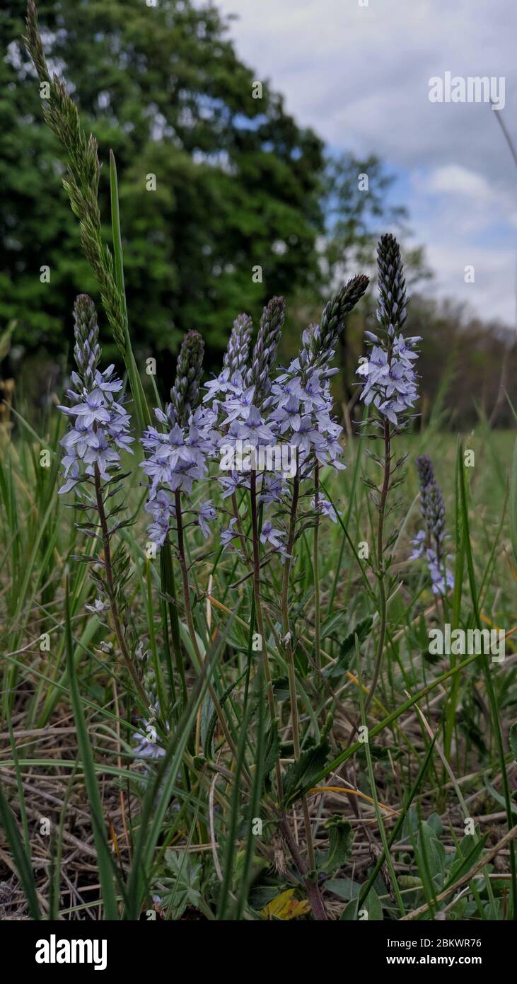 Spring green colors hi-res stock photography and images - Alamy