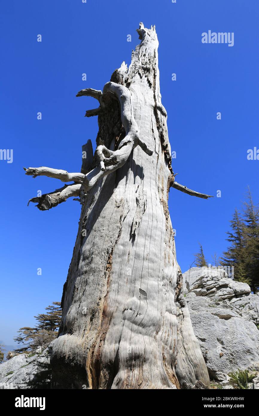 old dead cedar tree on blue sky background in sunny day Stock Photo - Alamy