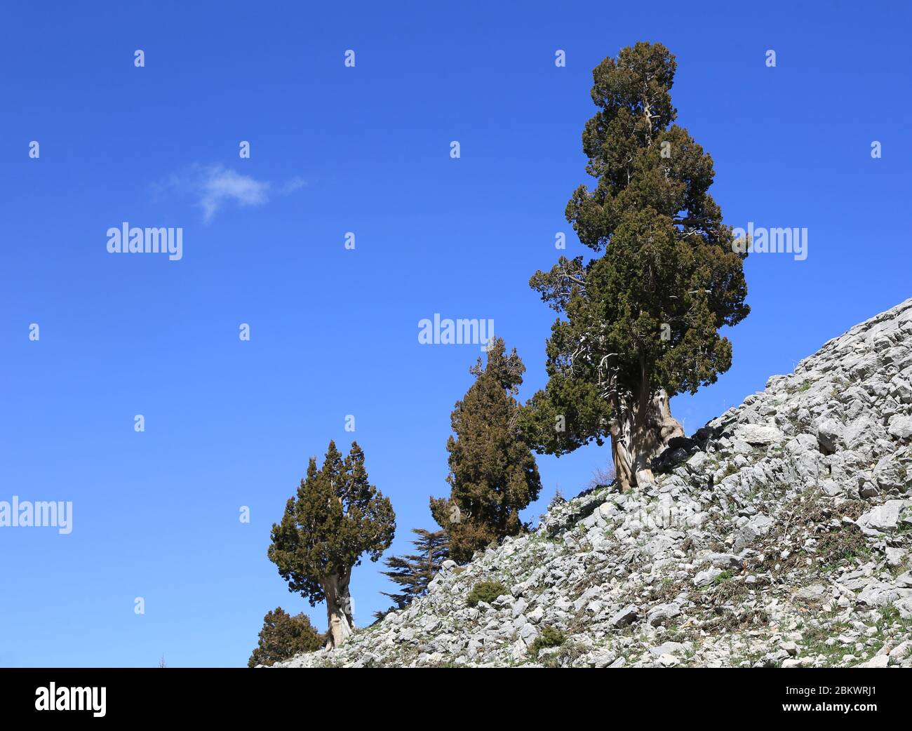 cedar trees on mountain slope on blue sky backround. Take it in Likya ...