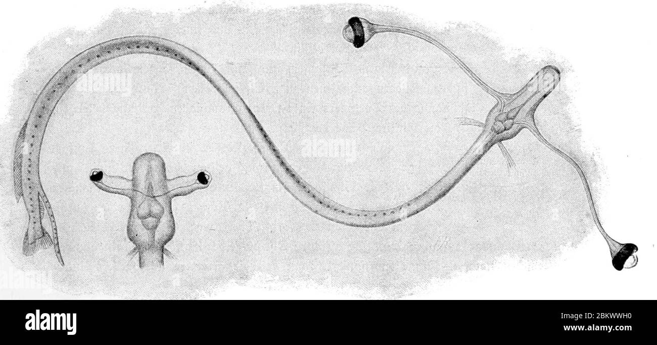 Idiacanthus hi-res stock photography and images - Alamy