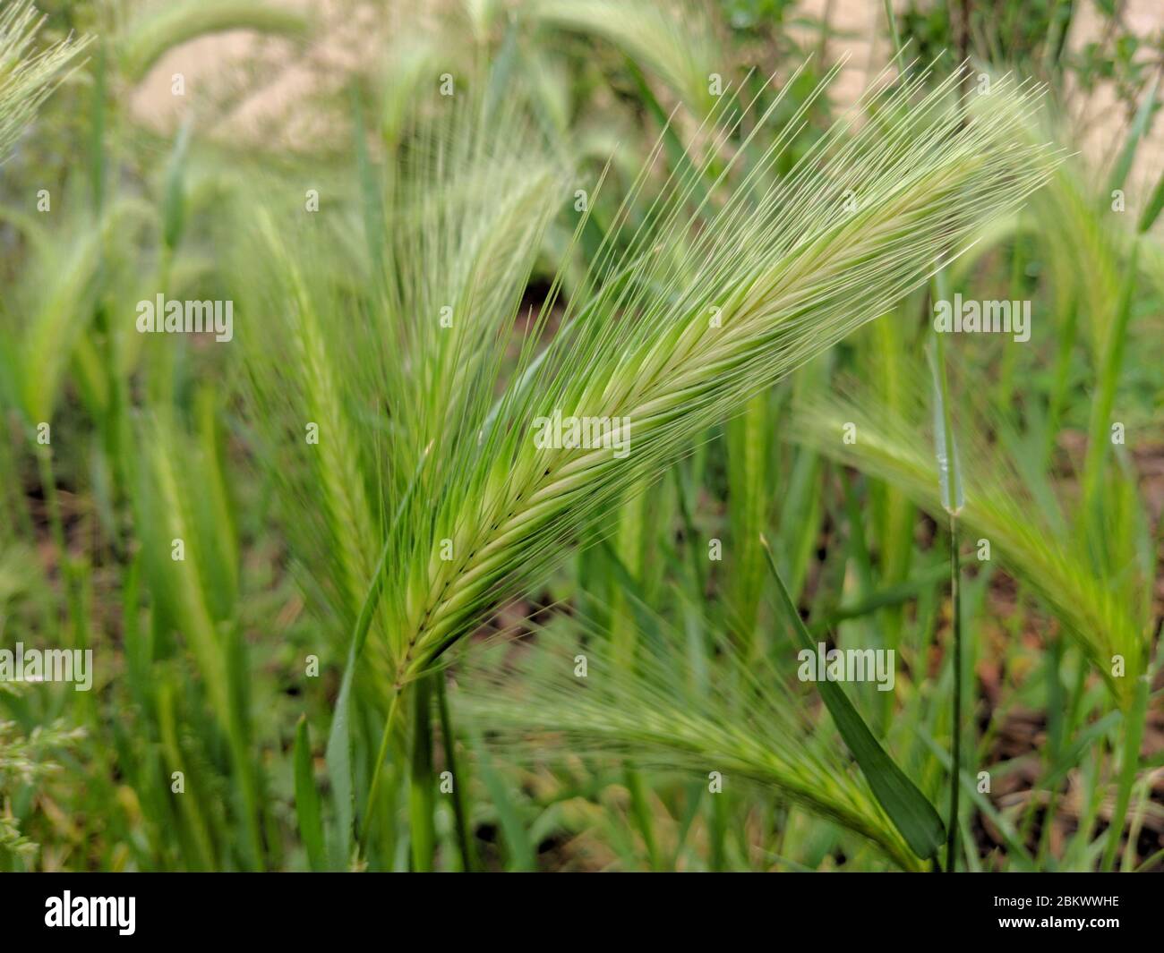 Green ears of wild cereal plant. Close-up Stock Photo - Alamy
