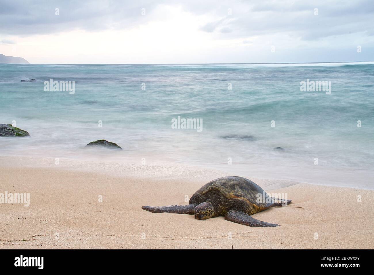 Resting sea turtle motion hi-res stock photography and images - Alamy
