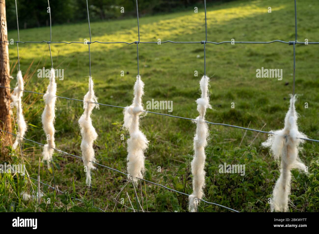 Discarded wool shed on stock fencing by Easycare sheep - a wool ...