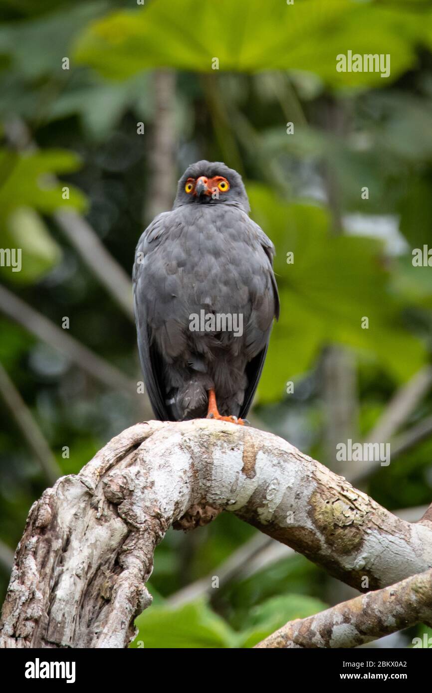 Slate-colored hawk (Buteogallus schistaceus) in the Peruvian Amazon ...