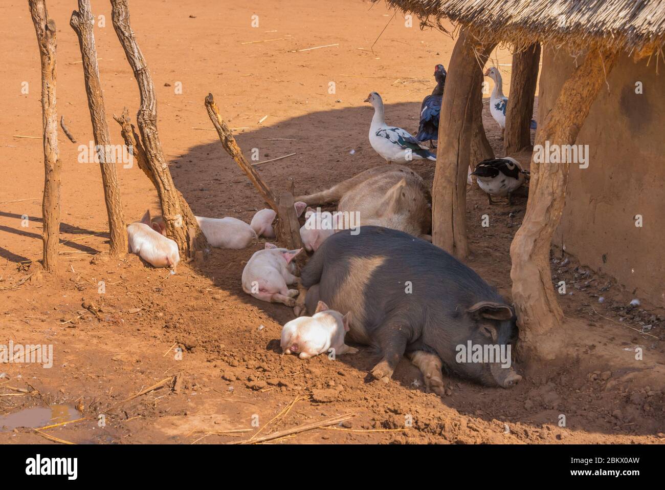 Pig with piglets, Karamoja, Uganda Stock Photo - Alamy