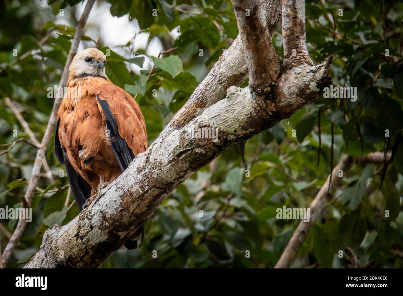 Black-collared hawk (Busarellus nigricollis) in the Peruvian Amazon ...