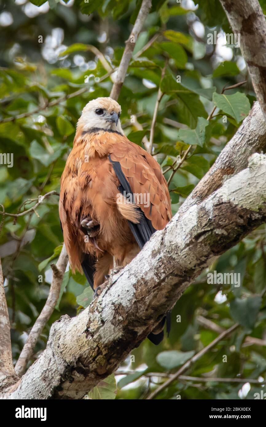 Black-collared hawk (Busarellus nigricollis) in the Peruvian Amazon ...