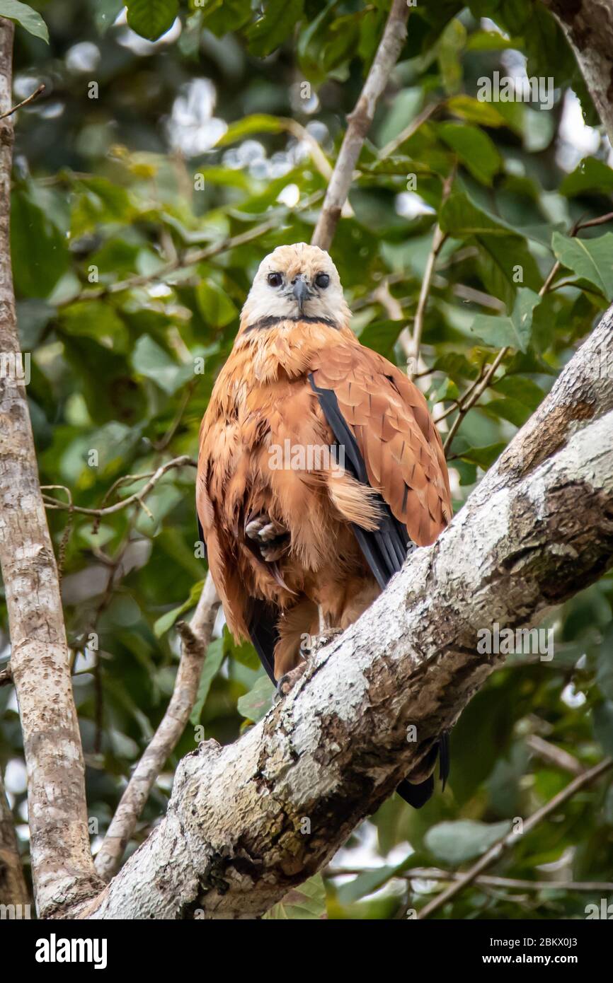 Black-collared hawk (Busarellus nigricollis) in the Peruvian Amazon ...