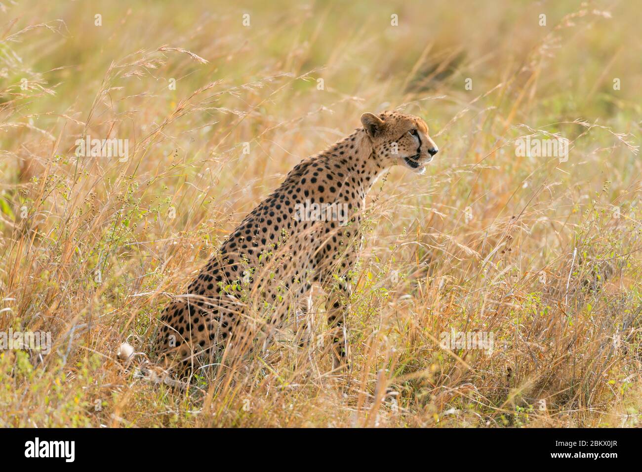 Cheetah, Acinonyx jubatus, Kidepo Valley National Park, Uganda Stock ...