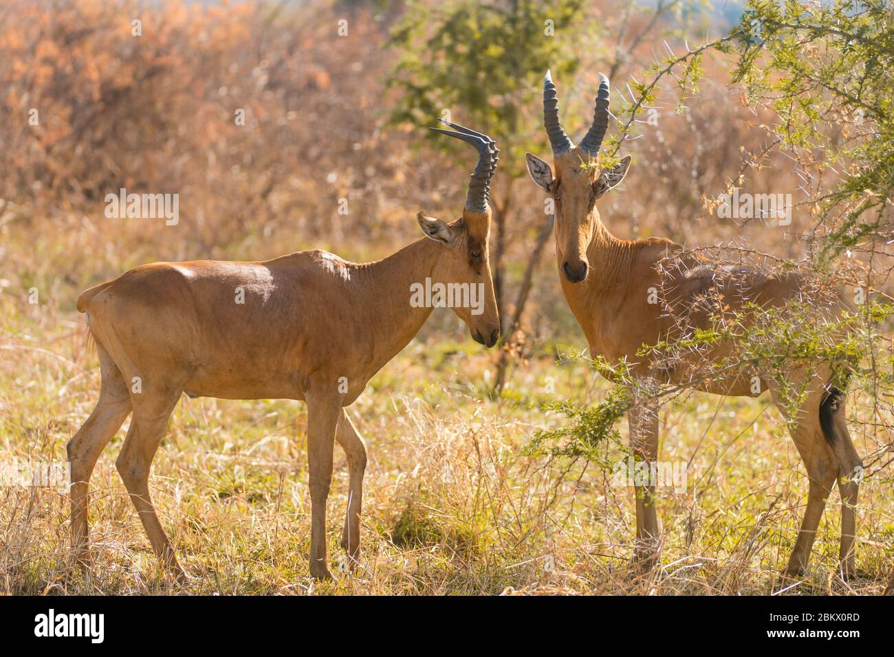 Jacksons hartebeest hi-res stock photography and images - Alamy