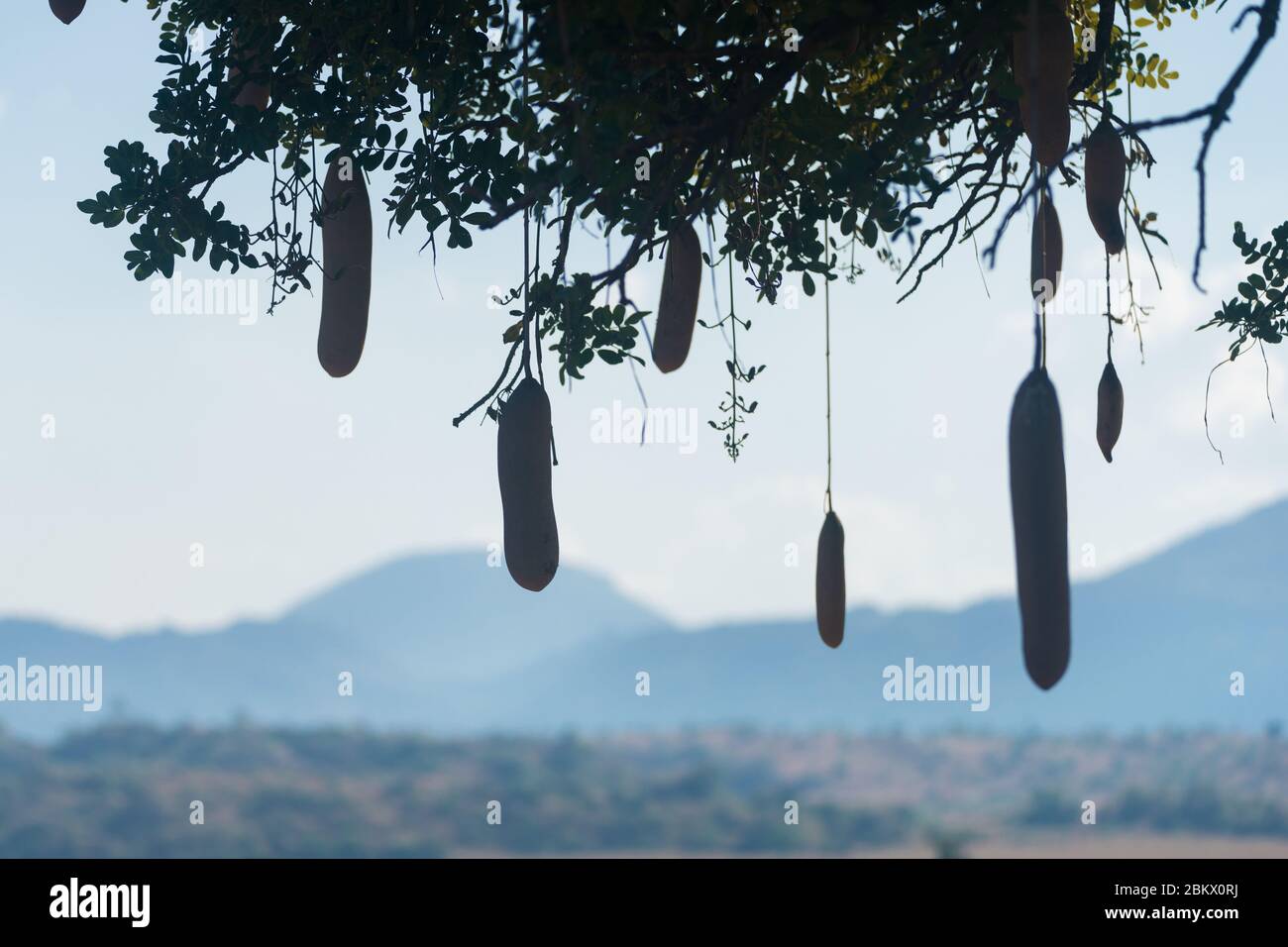 Sausage tree, Kigelia, Kigelia africana, Kidepo Valley National Park ...