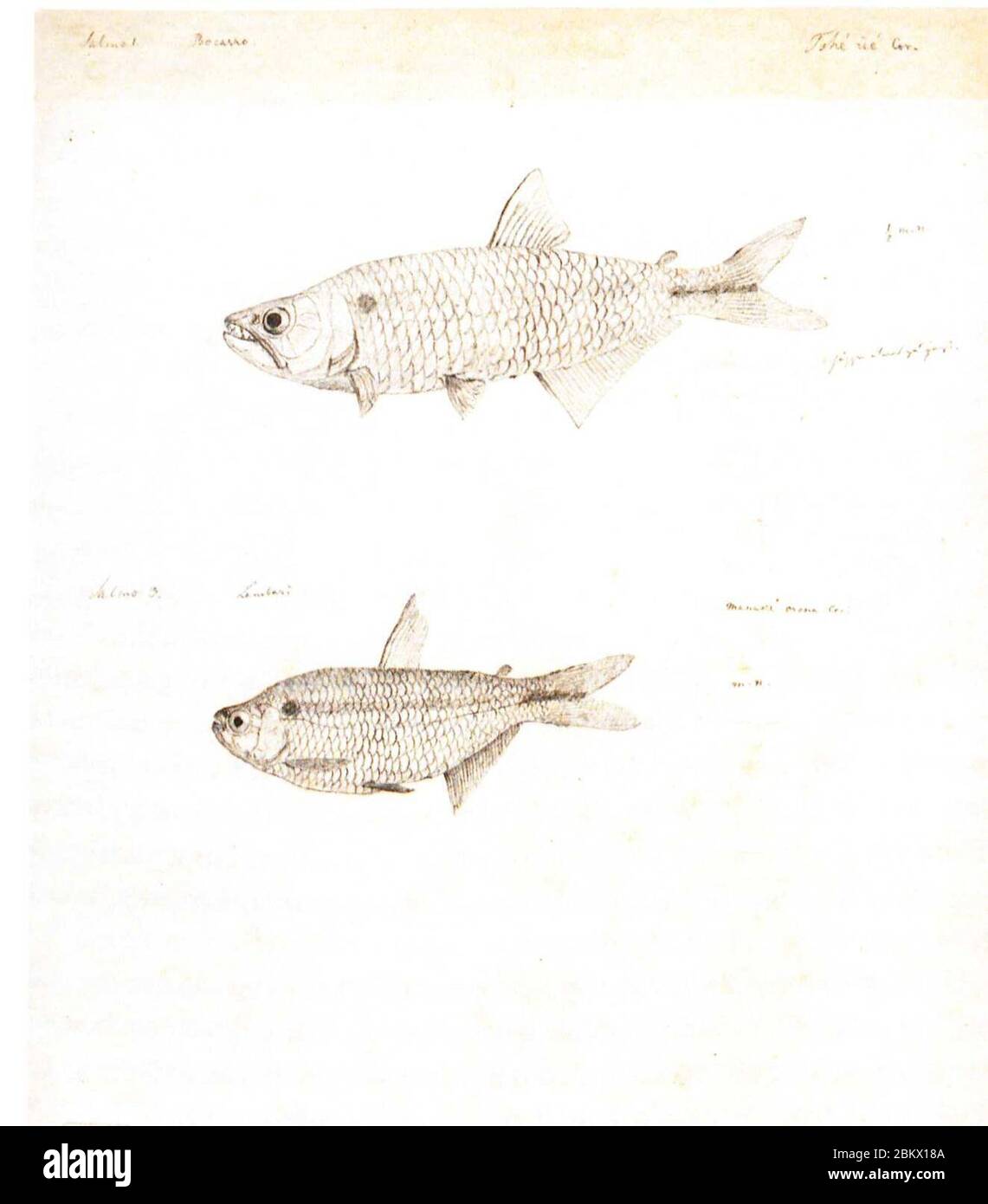 Ignaz von Olfers Characiformes 1819 Stock Photo - Alamy