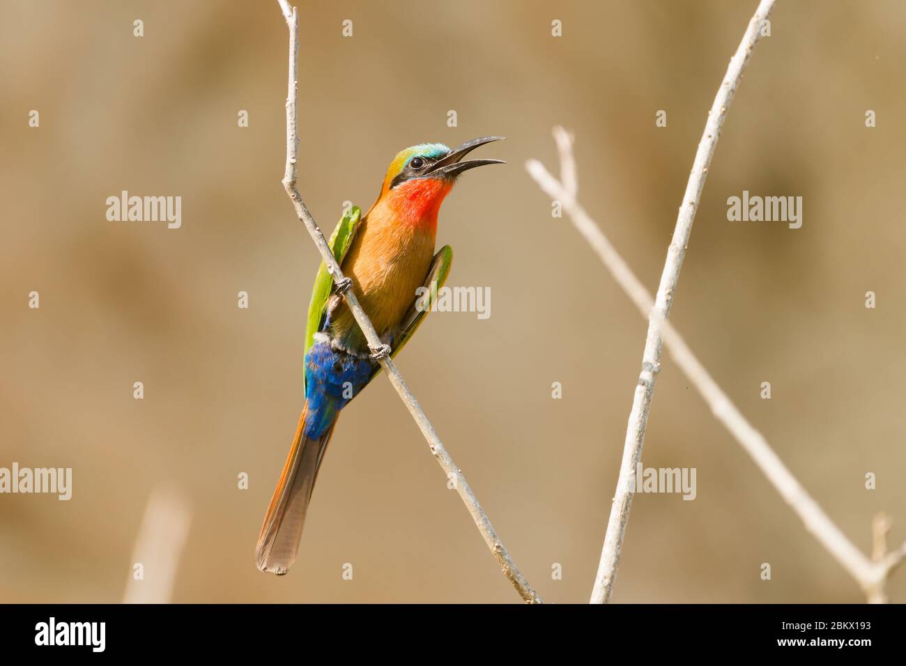 African red bee eater hi-res stock photography and images - Alamy