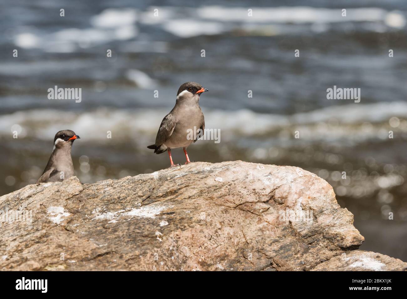 African pratincole hi-res stock photography and images - Alamy