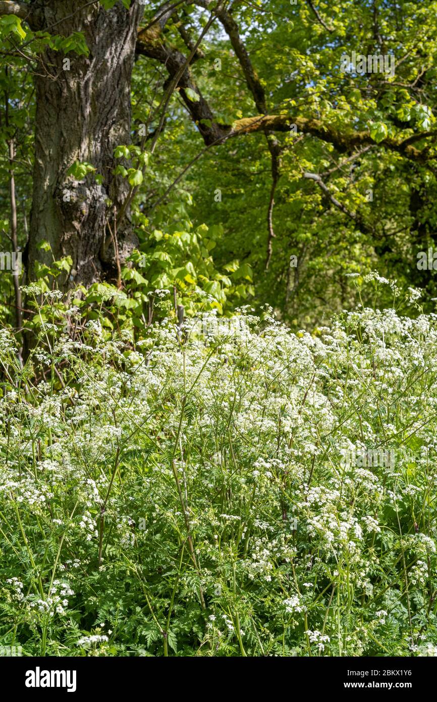 Broadleaf deciduous tree hi-res stock photography and images - Alamy
