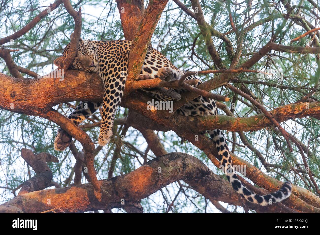 Leopard, Panthera pardus, Murchison Falls national park, Uganda Stock ...