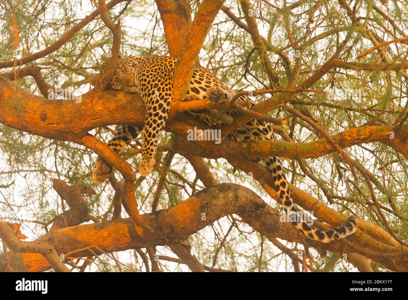 Leopard, Panthera pardus, Murchison Falls national park, Uganda Stock ...