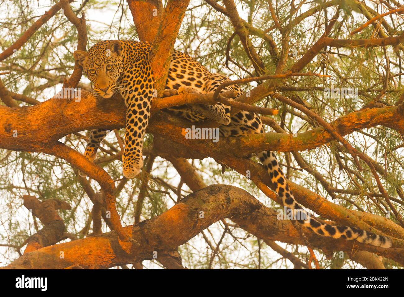 Leopard, Panthera pardus, Murchison Falls national park, Uganda Stock ...