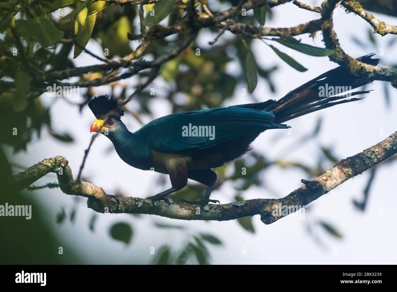 Great blue turaco, Corythaeola cristata, Kibale forest, Uganda Stock ...