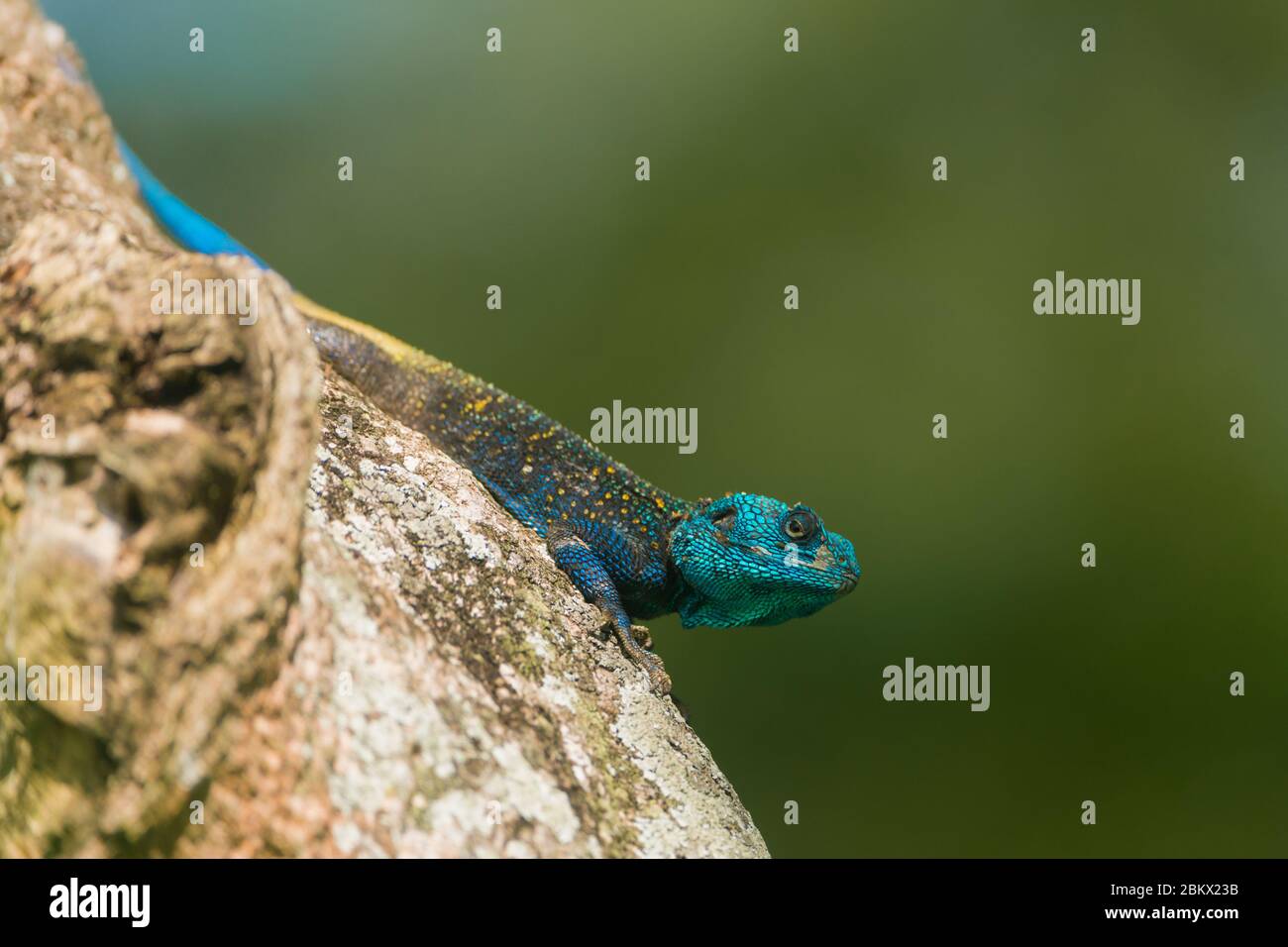 East african lizard hi-res stock photography and images - Alamy