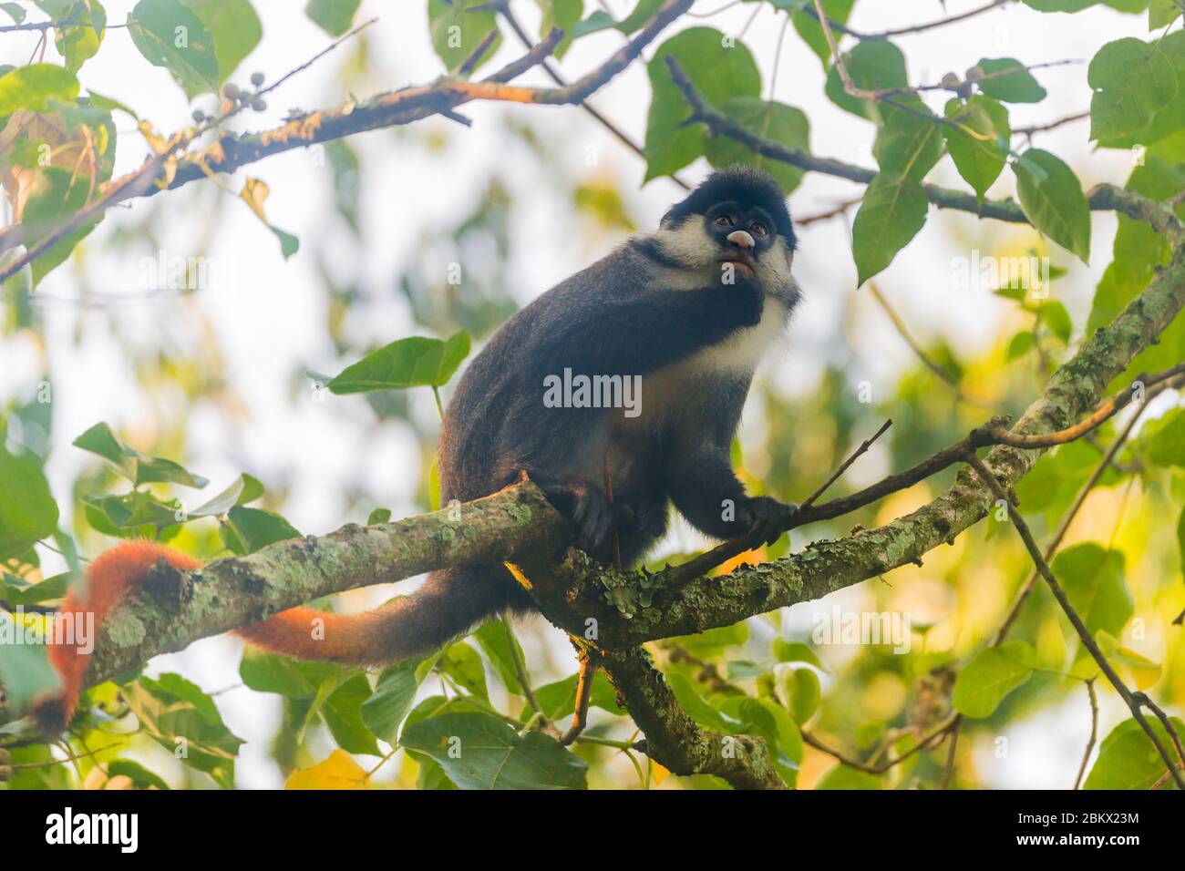 Red-tailed monkey, red-tailed guenon, redtail monkey, Schmidt's guenon ...