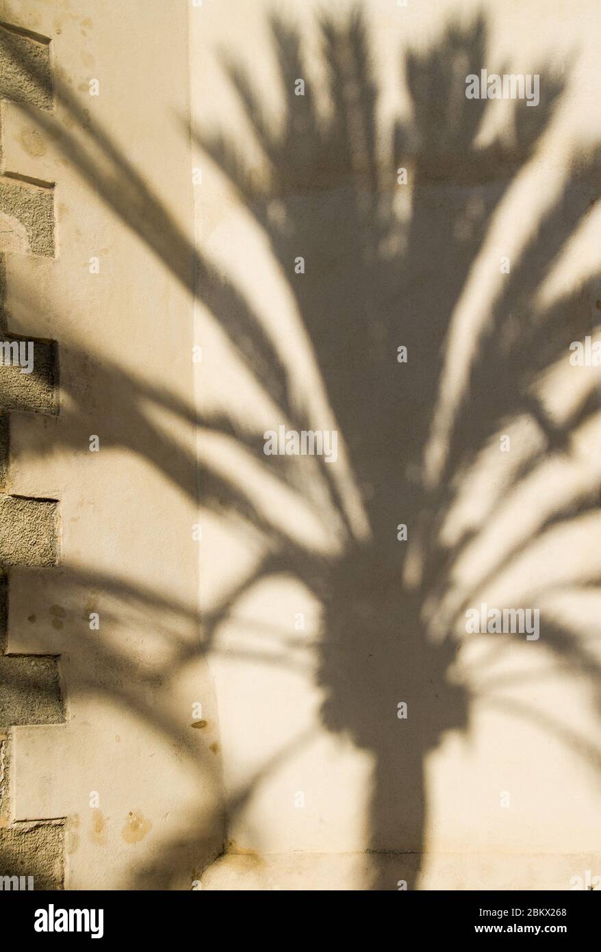 Paml tree hi-res stock photography and images - Alamy