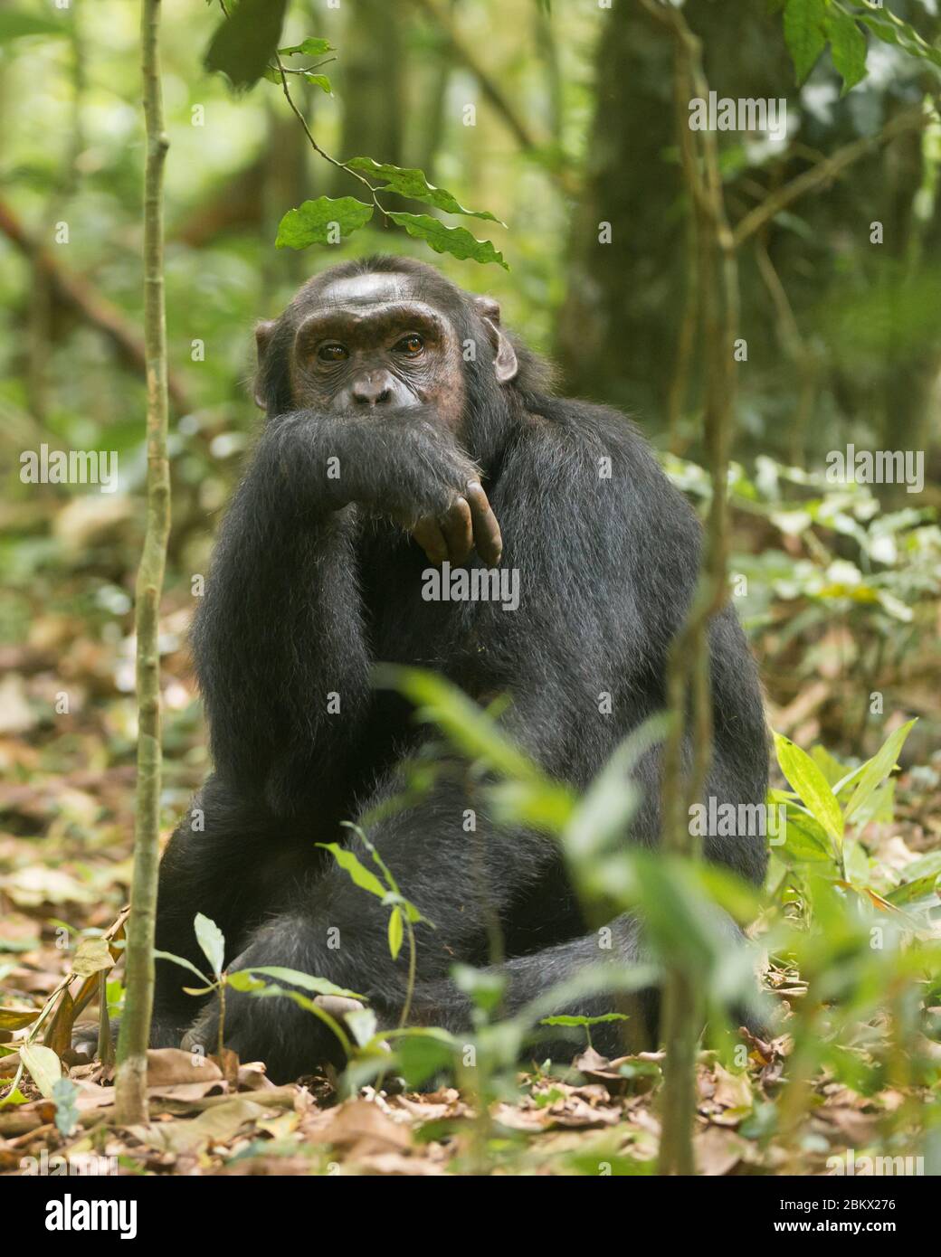 East african chimpanzee hi-res stock photography and images - Alamy