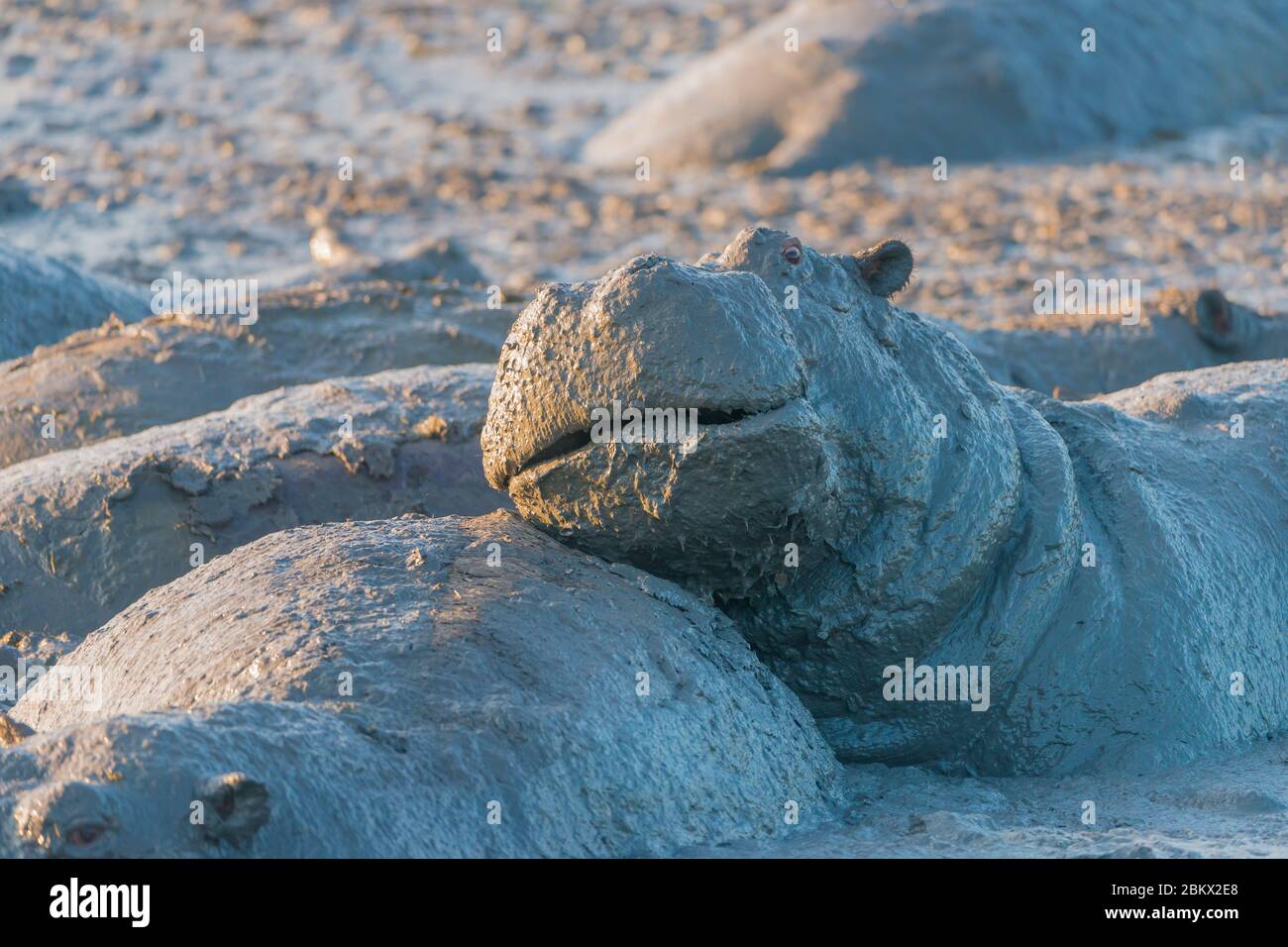 Hippo, Hippopotamus amphibius, Queen Elizabeth National Park, Uganda ...