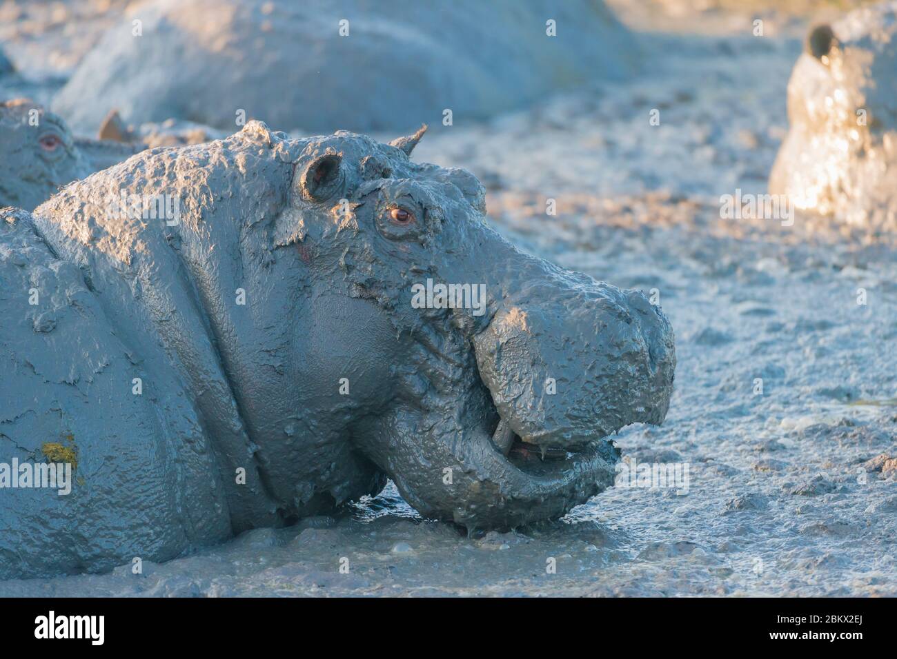 Hippo, Hippopotamus amphibius, Queen Elizabeth National Park, Uganda ...