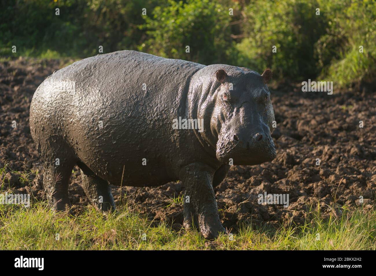 Hippo, Hippopotamus amphibius, Queen Elizabeth National Park, Uganda ...