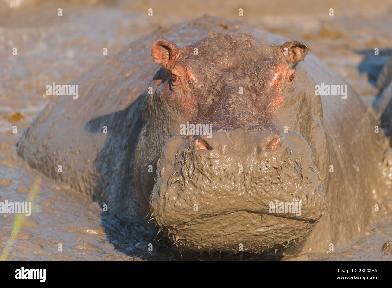 Hippo, Hippopotamus amphibius, Queen Elizabeth National Park, Uganda ...