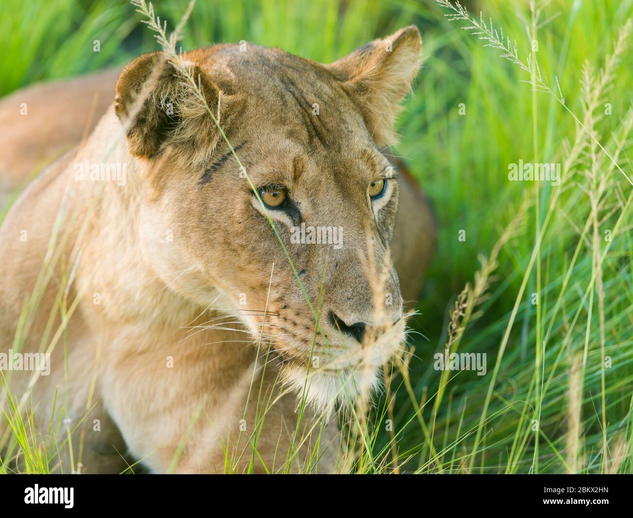 Lion, Pantera Leo, Queen Elizabeth National Park, Uganda Stock Photo ...