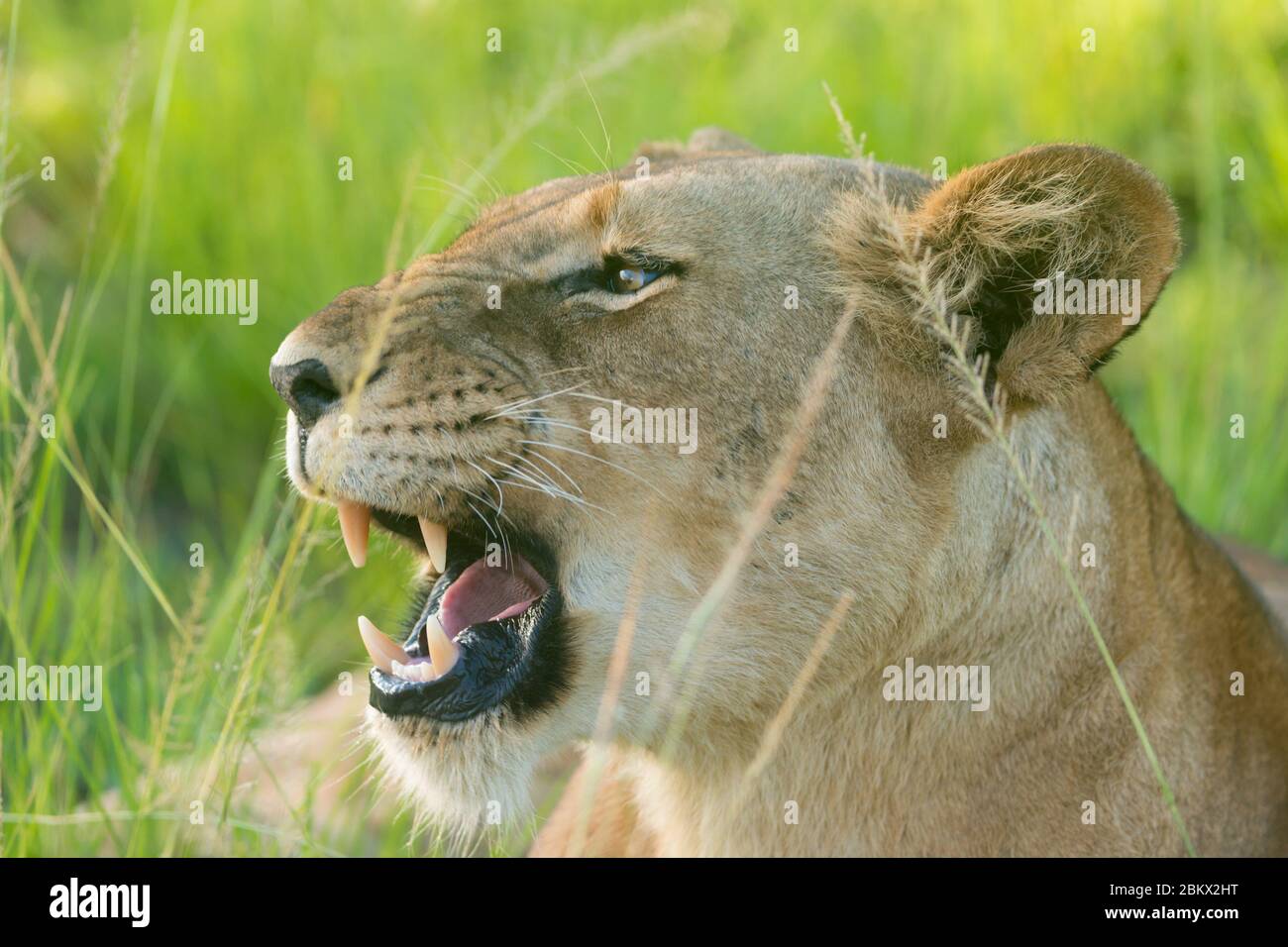Lion, Pantera Leo, Queen Elizabeth National Park, Uganda Stock Photo ...
